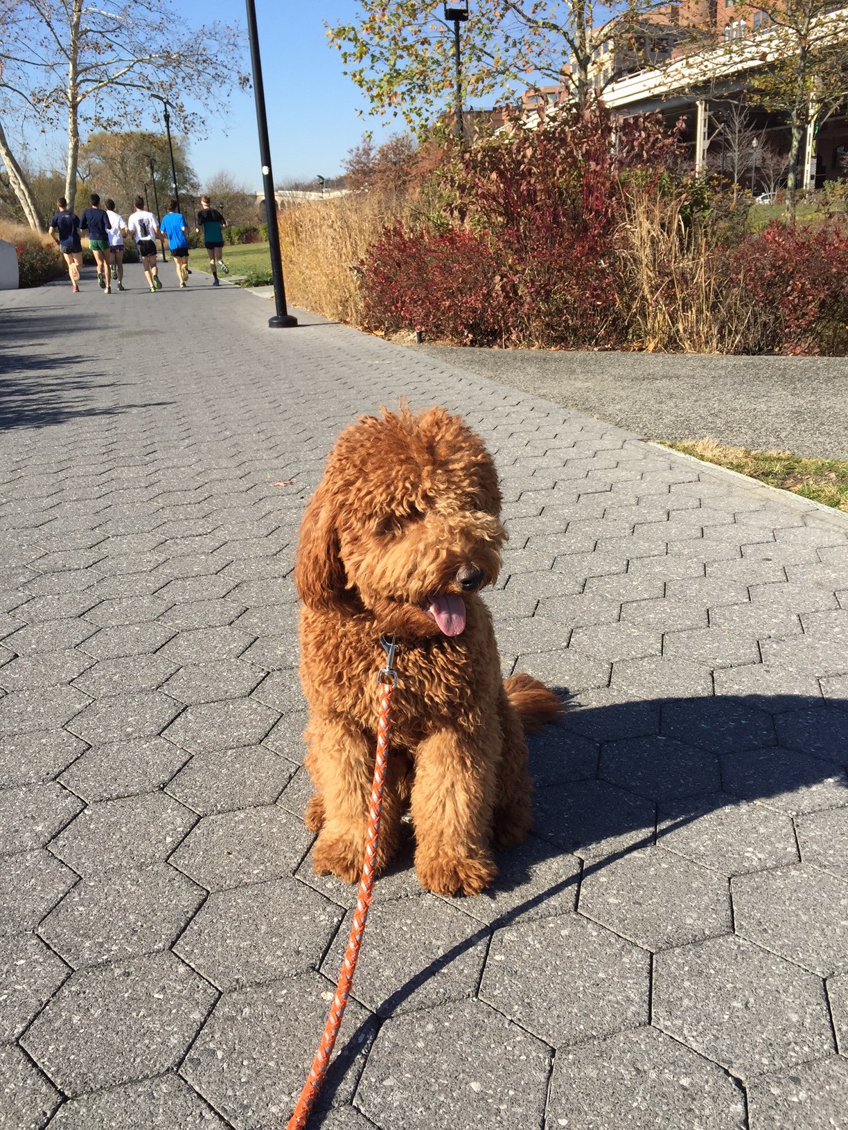 Gromit | Goldendoodle Puppies | Fox Creek Farm | Located in WV