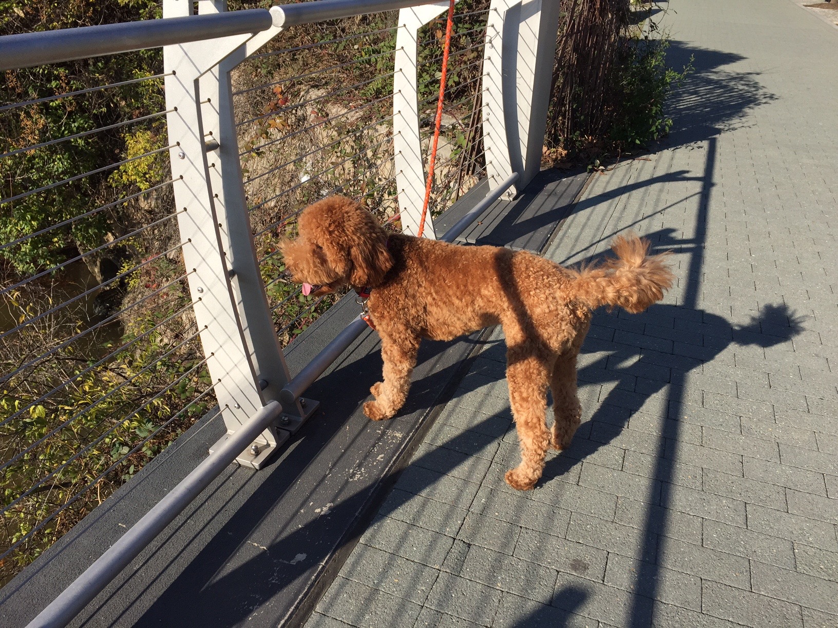 Gromit | Goldendoodle Puppies | Fox Creek Farm | Located in WV
