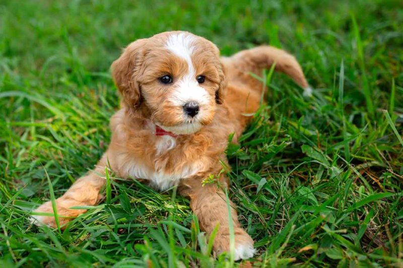 Micro Mini Goldendoodle
