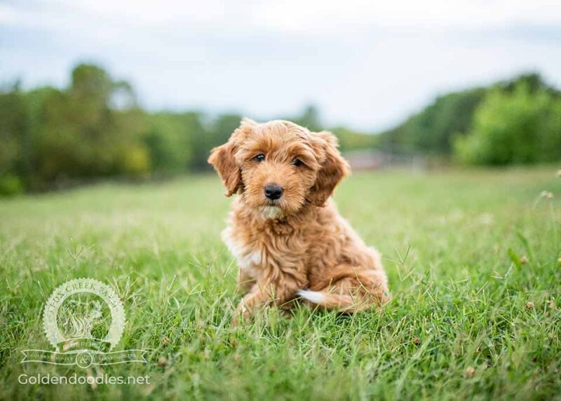 Dealing with Goldendoodle Separation Anxiety – 24 Handy Tips