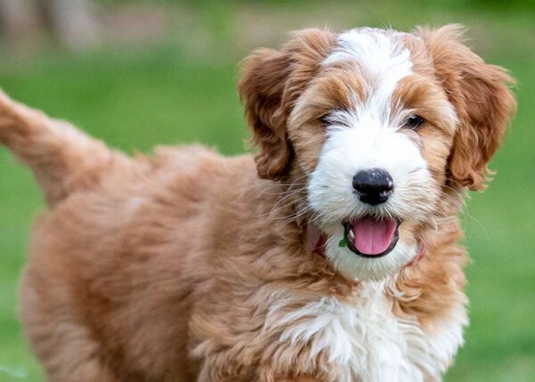 Mini Goldendoodle: Complete Guide with 21 Characteristics!