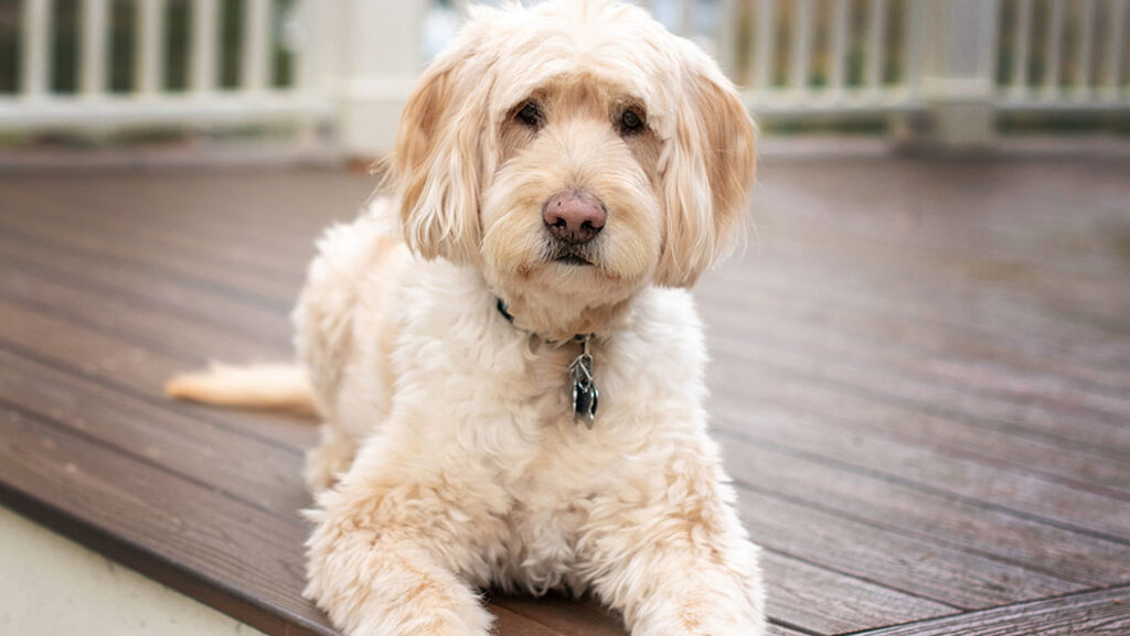 The Differences Between Goldendoodle Generations? Fox Creek
