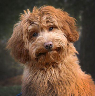 The Differences Between Goldendoodle Generations? Fox Creek