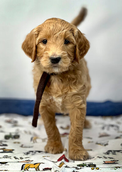 Training Goldendoodles: A Guide For Your Puppy’s First Year