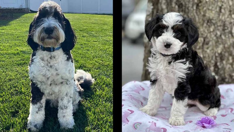 Bernedoodle Dog Breed: An Informational Guide | Fox Creek