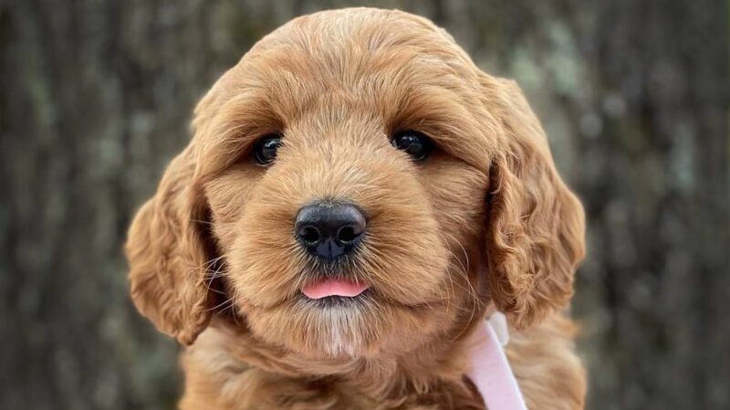 Goldendoodles Chesapeake, VA | Goldendoodle Puppies For Sale