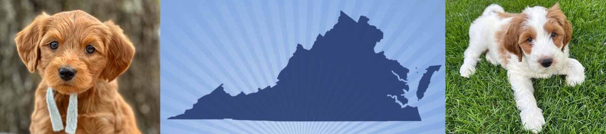 Goldendoodles Virginia | Fox Creek Farm Doodles | Ethical