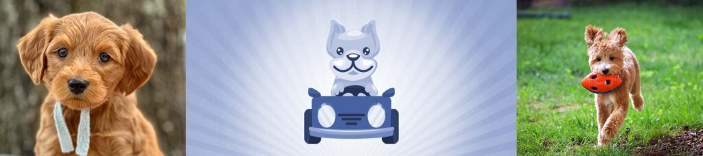 Puppy Delivery | Fox Creek Farm