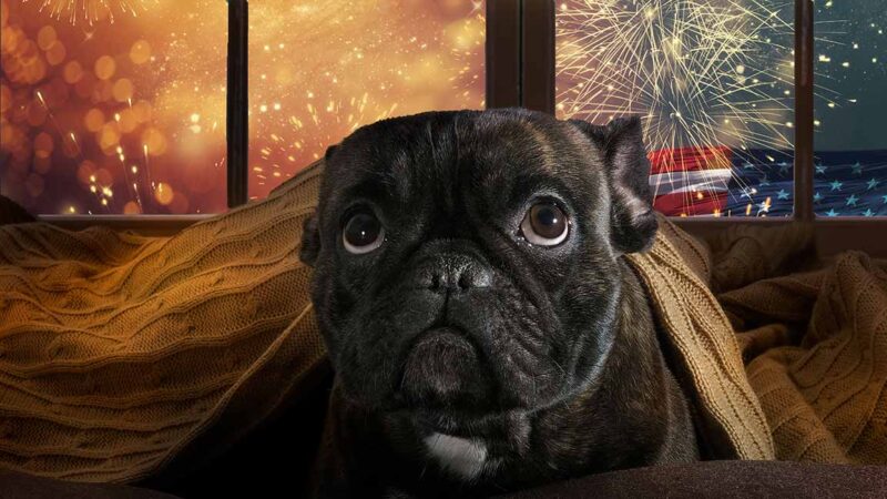 How to Comfort & Care For Your Dog During Fireworks