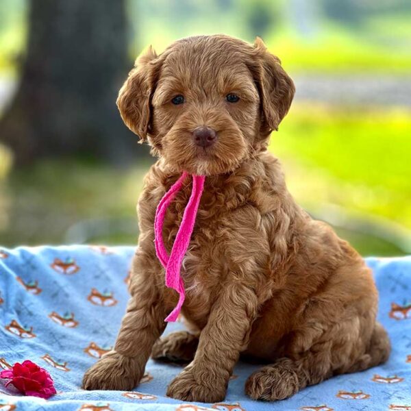 Micro Mini Goldendoodle