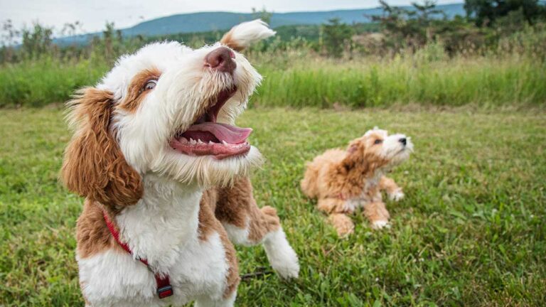 Micro Mini Goldendoodle