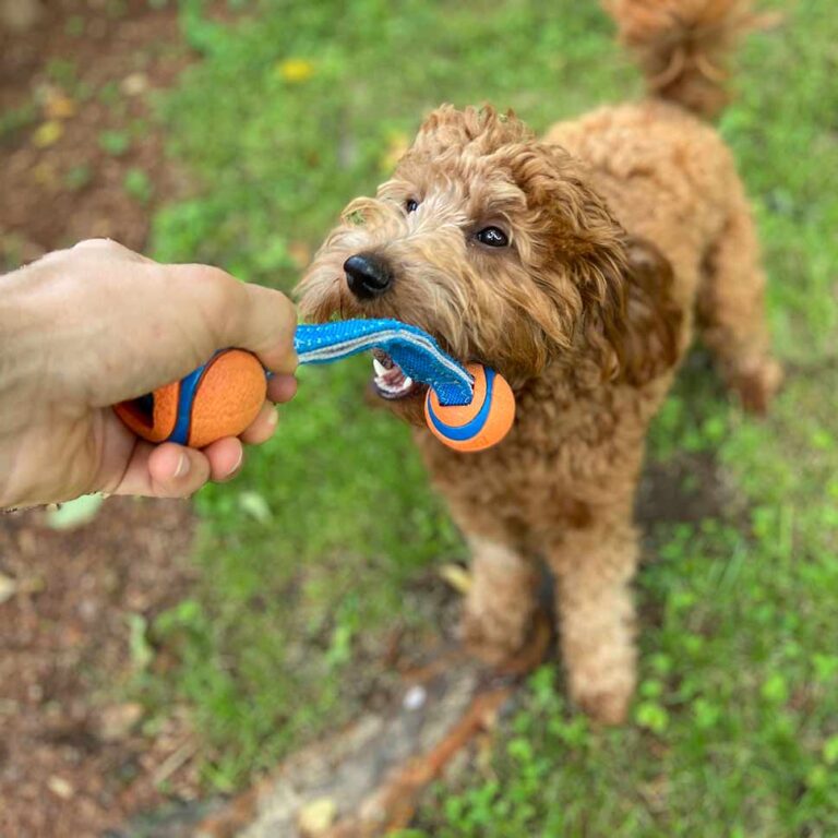 Using Positive Reinforcement to Discipline Your Goldendoodle