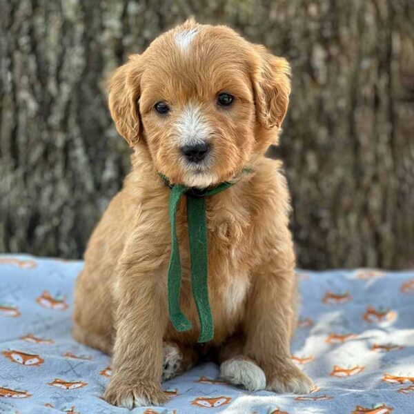 Goldendoodles New Jersey | Goldendoodle Puppies For Sale
