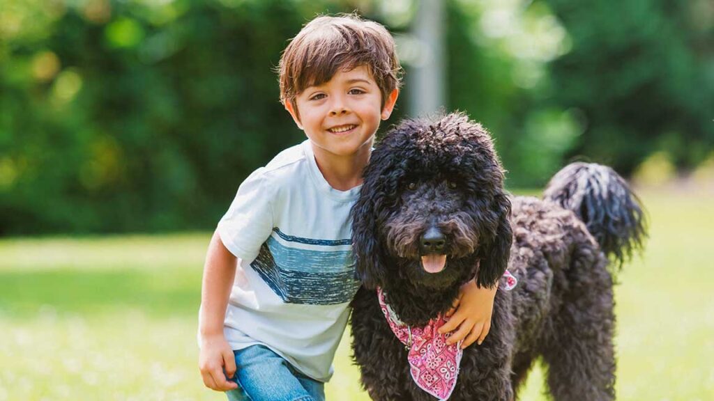 Whats the Difference Between Goldendoodle Coats?