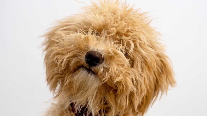 Whats the Difference Between Goldendoodle Coats?