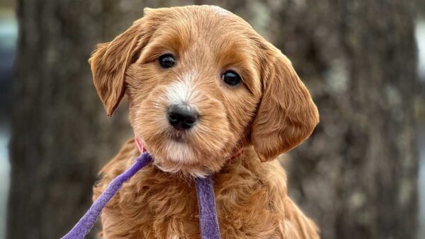 Mini Goldendoodle: Your Complete Guide to Mini Goldendoodles