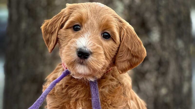 Micro Mini Goldendoodle