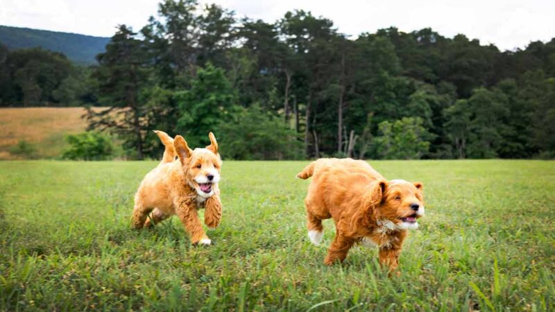 Goldendoodles Virginia | Fox Creek Farm Doodles | Ethical