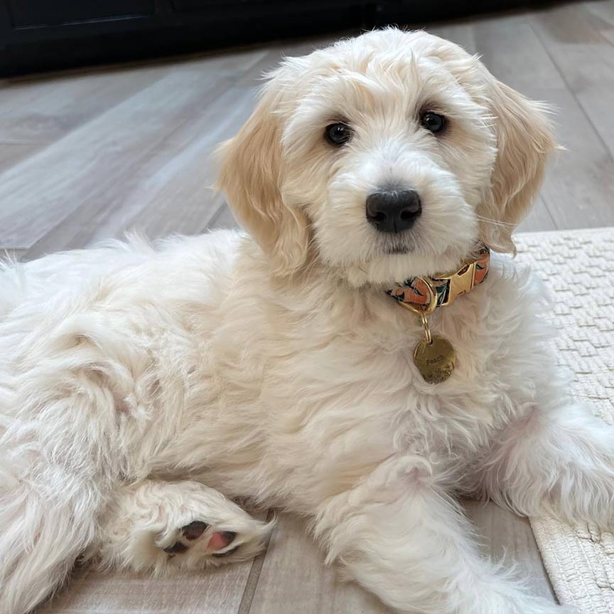 Why are Parti Goldendoodles Becoming So Popular? | Fox Creek