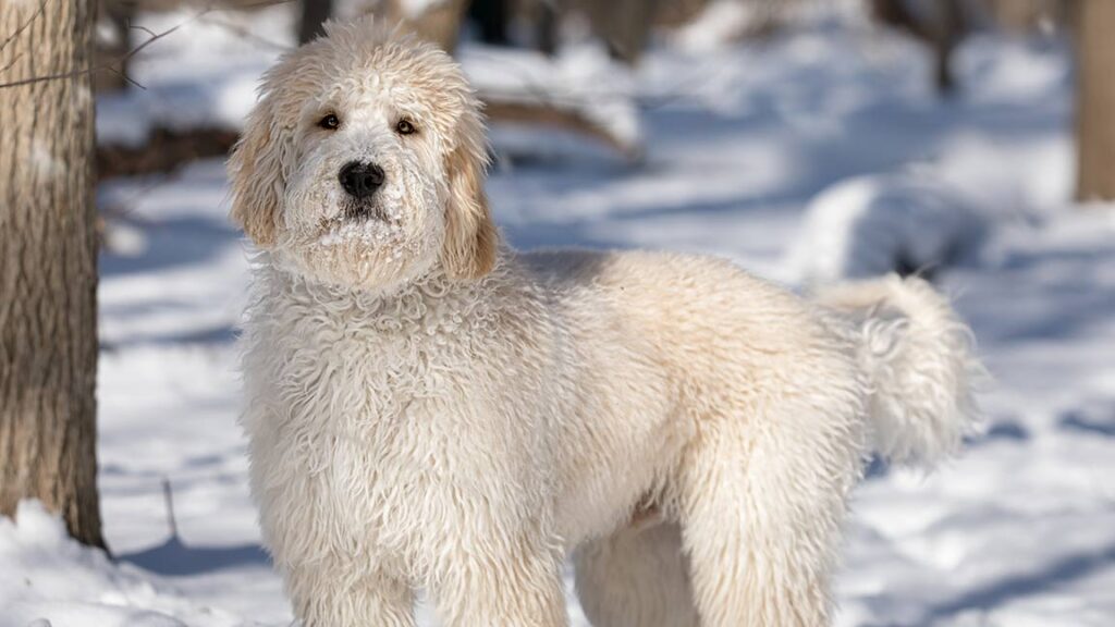 Why are Parti Goldendoodles Becoming So Popular? | Fox Creek