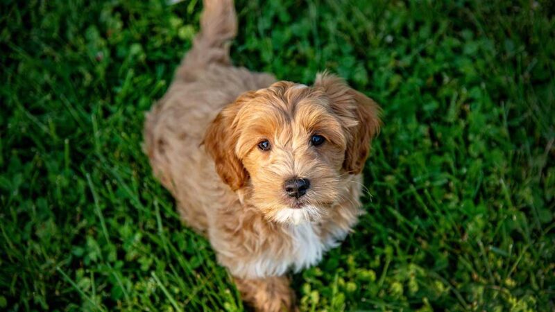 Mini Goldendoodle: Complete Guide with 21 Characteristics!