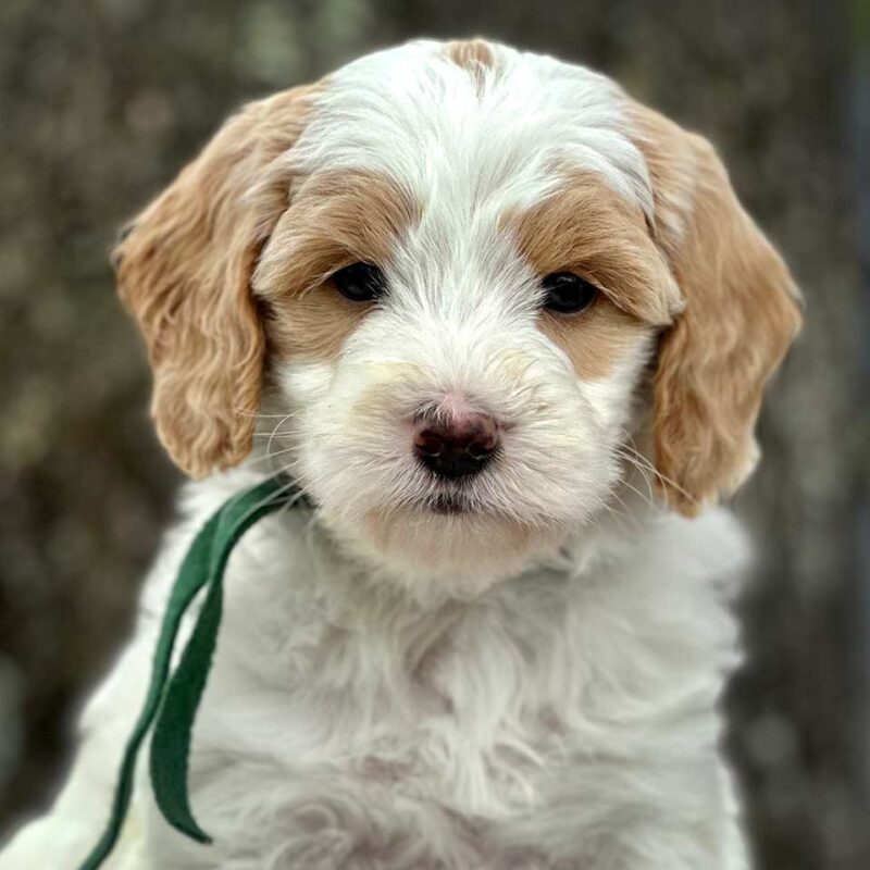 Micro Mini Goldendoodle