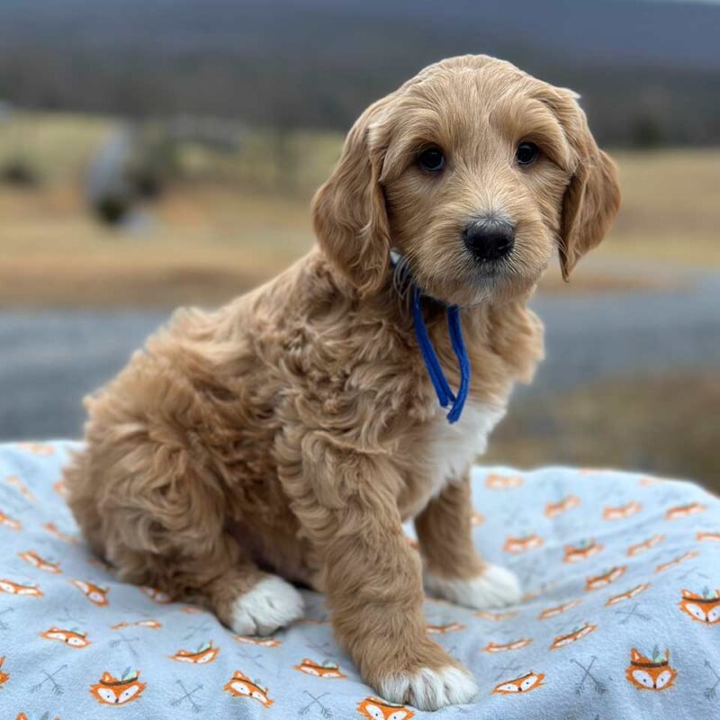Micro Mini Goldendoodle