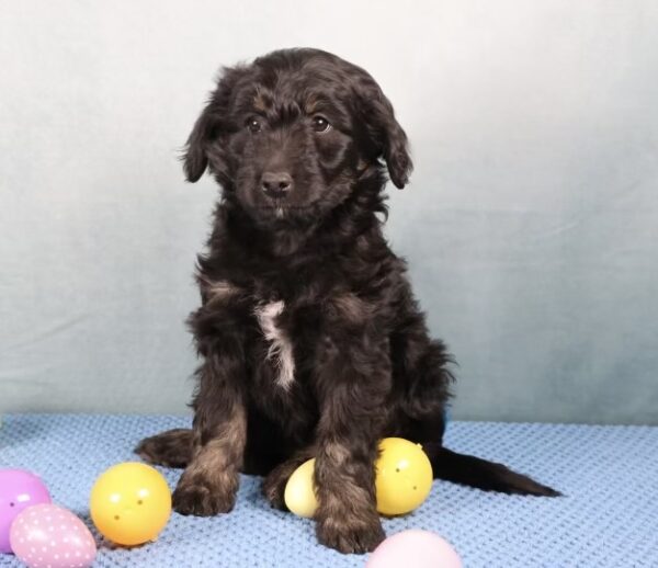 Mini Goldendoodle: Complete Guide with 21 Characteristics!