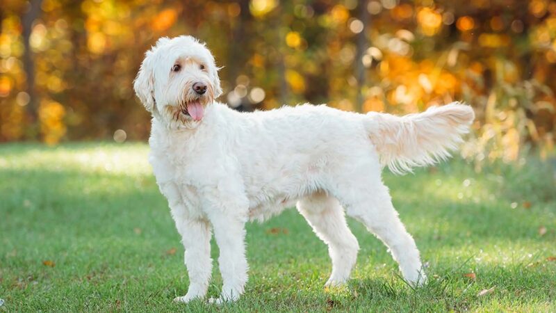 23 Characteristics Of The Standard Goldendoodle