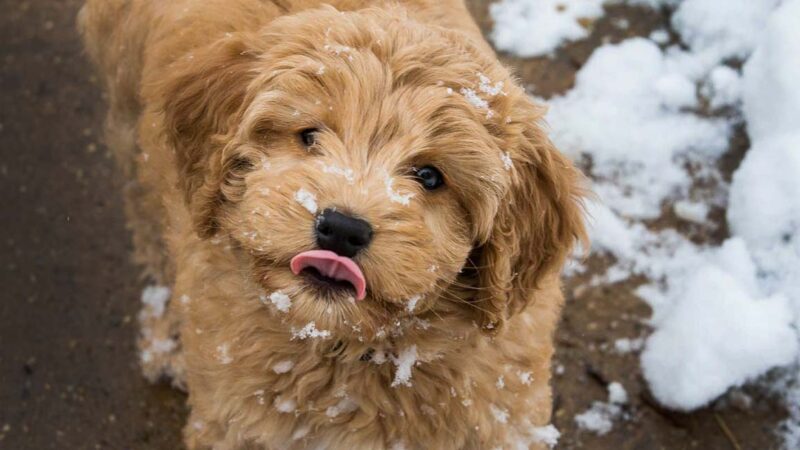 Mini Goldendoodle: Complete Guide with 21 Characteristics!