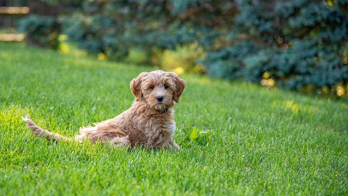 All About the Petite Goldendoodle – Tiny Doodles