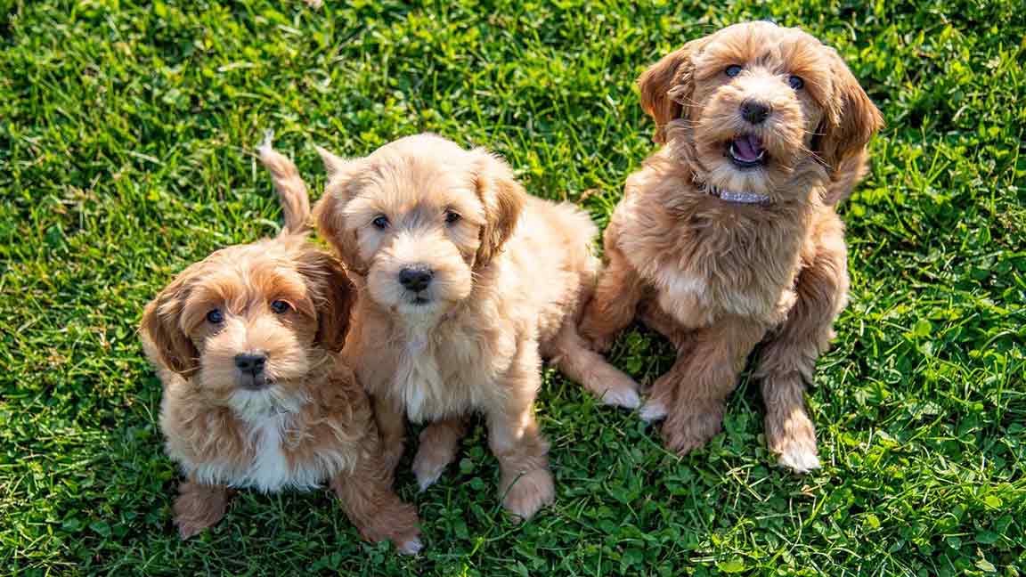All About the Petite Goldendoodle – Tiny Doodles