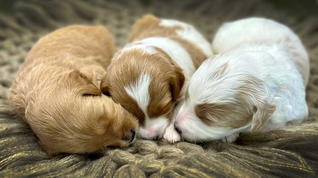 Mini Goldendoodle: Complete Guide with 21 Characteristics!