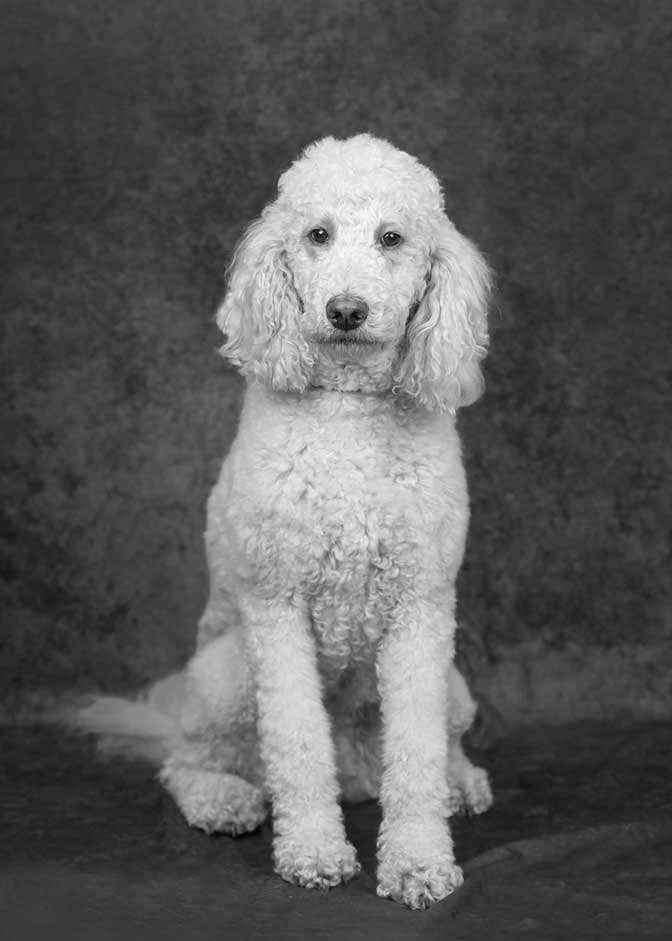23 Characteristics of The Standard Goldendoodle