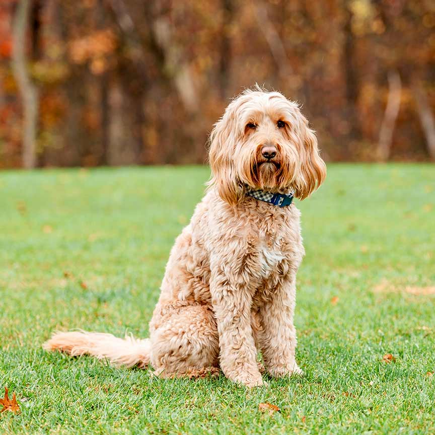 23 Characteristics of The Standard Goldendoodle