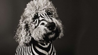 World’s First ZebraDoodle: Part Zebra and Poodle!
