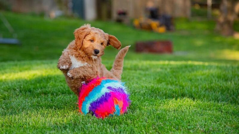 Mini Goldendoodle: Complete Guide with 21 Characteristics!