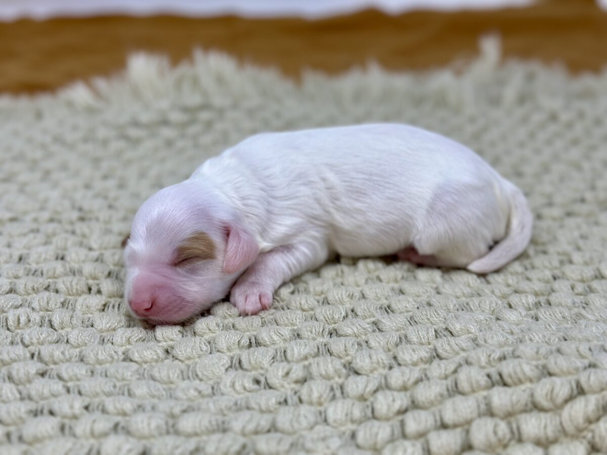 Available Goldendoodle & Bernedoodle Puppies