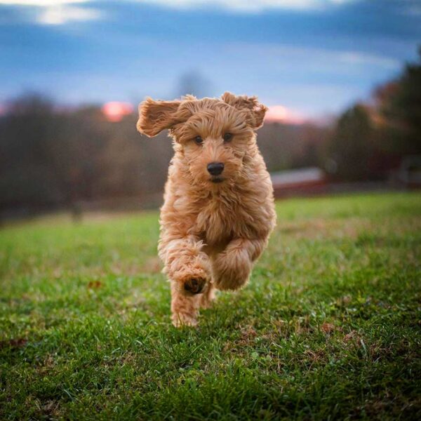 Mini Goldendoodle: Your Complete Guide