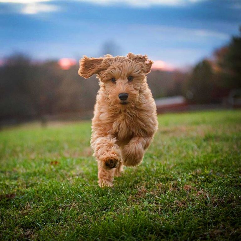 Mini Goldendoodle: Complete Guide with 21 Characteristics!