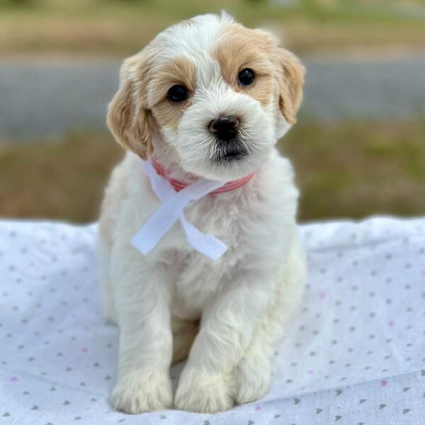 Mini Goldendoodle: Your Complete Guide