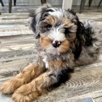 A Complete Guide to the Double Doodle