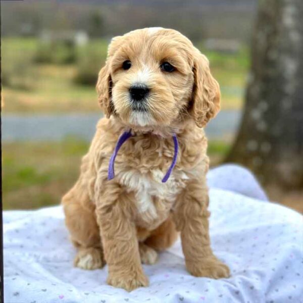 Apricot Goldendoodle: 20 Facts You Need to Know