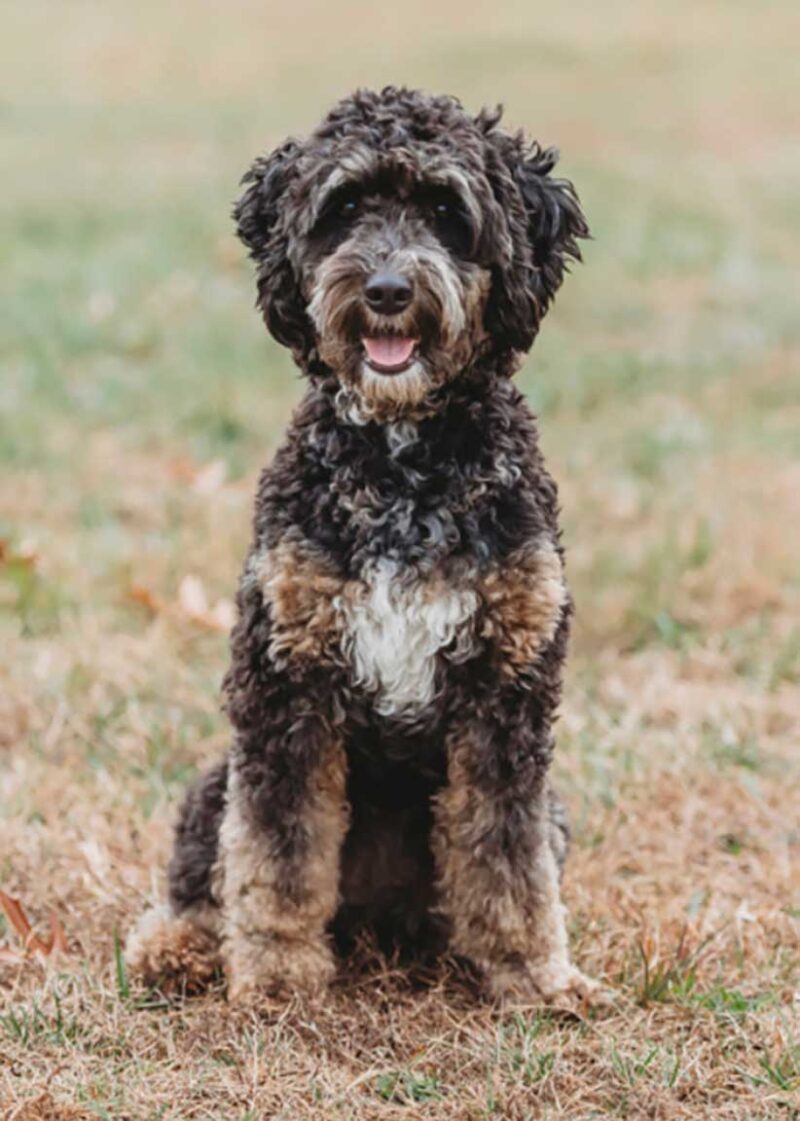 Bernedoodle Lifespan: How Long Do They Live?
