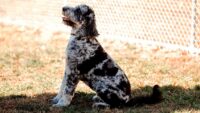 Merle Doodle Guide: Key Facts About This Unique Breed
