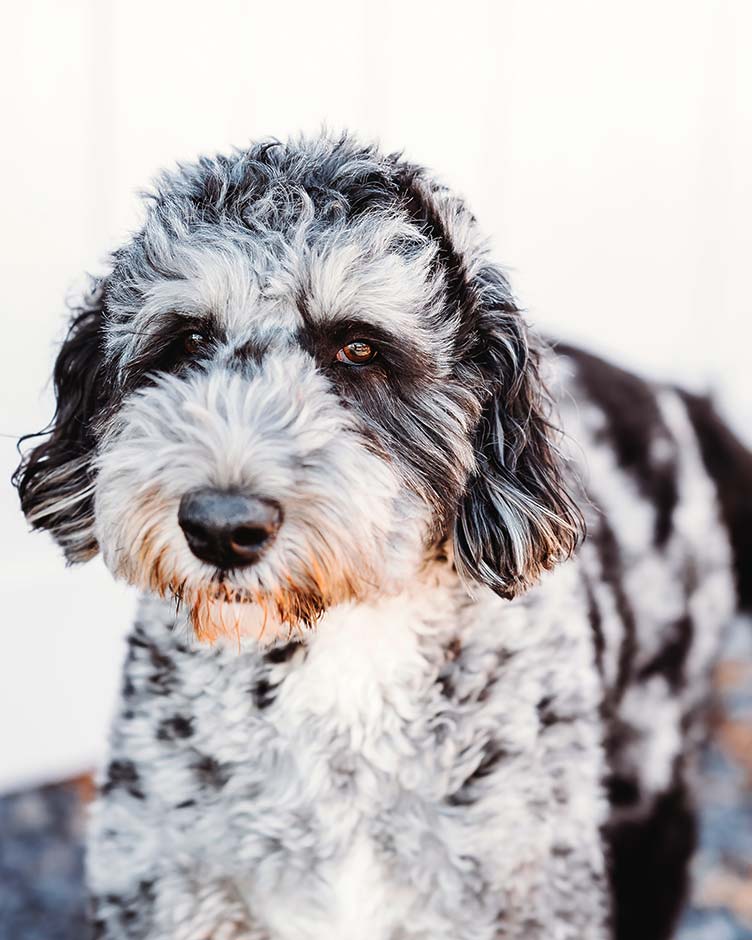 Merle Doodle Guide: Key Facts About This Unique Breed