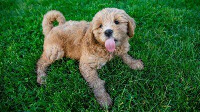 Mini Goldendoodle Price: A Comprehensive Guide to Costs