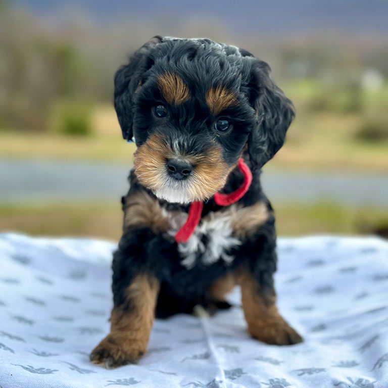 Bernedoodle Price: How Much Should I Pay For A Bernedoodle