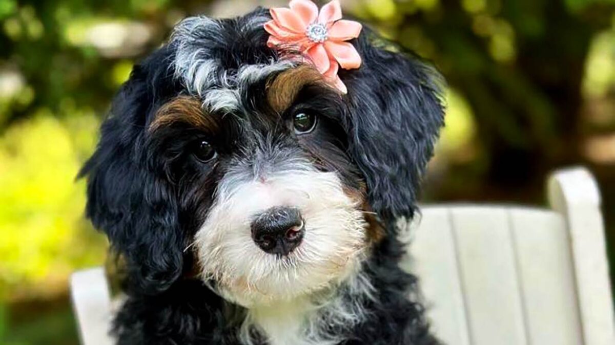 Golden Mountain doodle: The Ultimate Guide