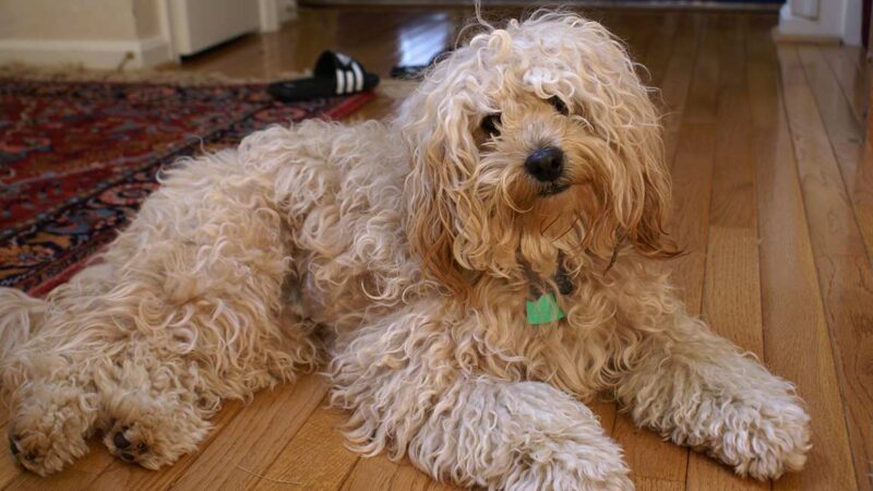 Why Are Multigen Goldendoodles the Most Popular Generation?